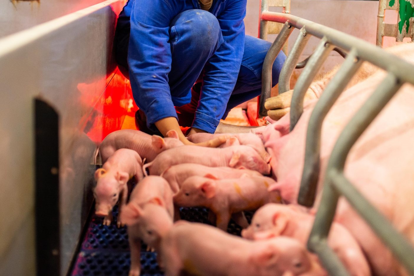 CS Porc (Certificat de spécialisation pour la conduite de l’élevage porcin)